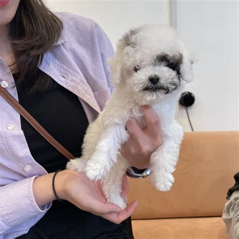 분양후기 06 07말티푸 분양후기 유어펫 공식사이트 강아지분양고양이분양