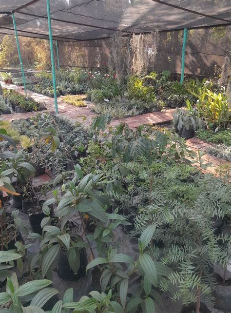 Brother Nature Nurseries Dichondra Repens⁠ ⁠ Were So Obsessed With