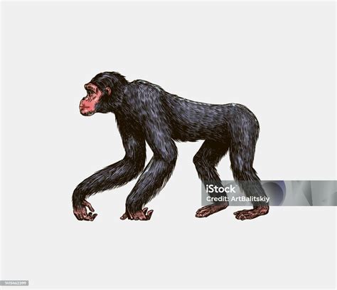 빈티지 스타일의 보노보 또는 침팬지 거대한 원숭이 손으로 그린 목판 스타일로 스케치가 새겨 져 있습니다 0명에 대한 스톡 벡터 아트 및 기타 이미지 Istock