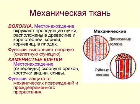 Ткани растений и их виды - презентация онлайн
