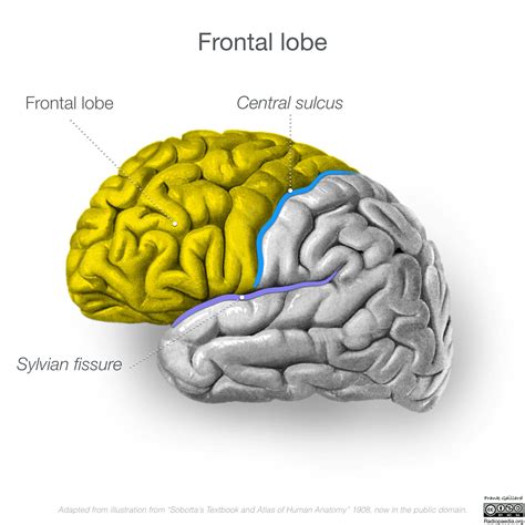 Frontal Lobe Speechfit