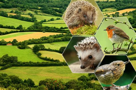 Fear Wildlife On Farms In Danger As Hedgerow Protection Rules Vanish