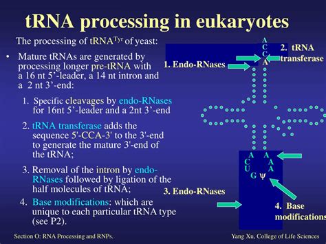 PPT O1 RRNA Processing And Ribosome PowerPoint Presentation Free Download ID 7018384