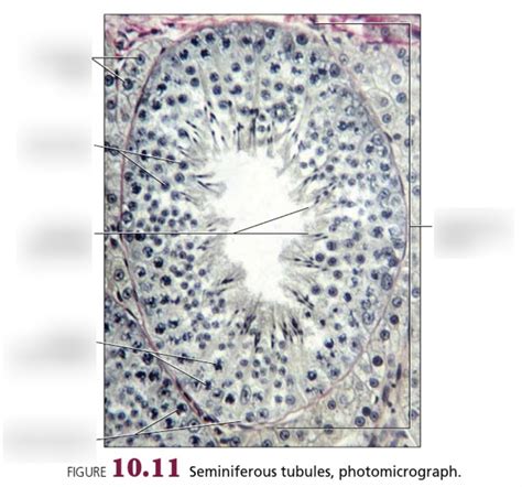 Male Reproductive Histology 1 Diagram Quizlet
