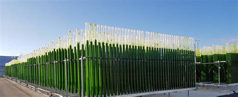 Baralgae Microalgae Israel