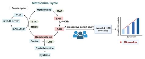 朱惠莲教授团队发现s 腺苷同型半胱氨酸而非同型半胱氨酸可作为肝癌预后的新型生物标志物 中山大学 Sun Yat Sen University