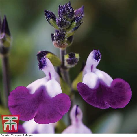 Salvia Greggii Amethyst Lips 1 Litre Potted Plant X 1