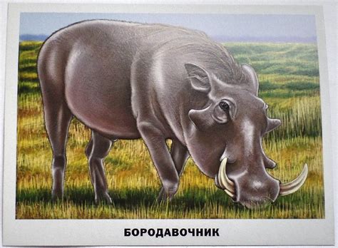 Обучающие карточки. Животные Африки - купить в интернет магазине ...