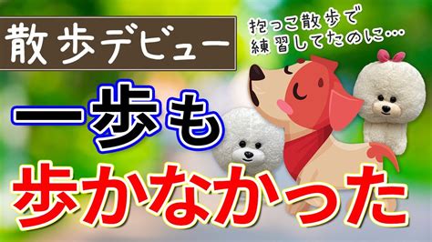 【犬のしつけ】子犬がお散歩デビューで一歩も歩かない【悩み相談ライブ切り抜き】 Youtube