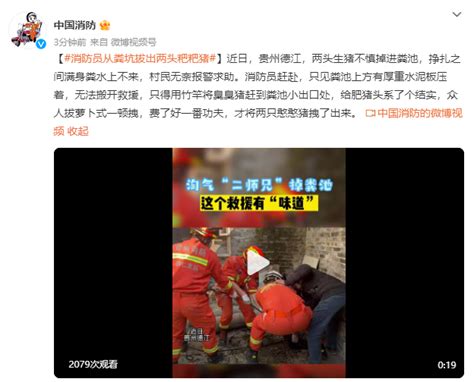 有味道的救援消防员从粪坑救出两头粑粑猪