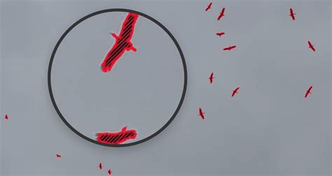 Accurate Birds Shapes Segmentation Kaggle