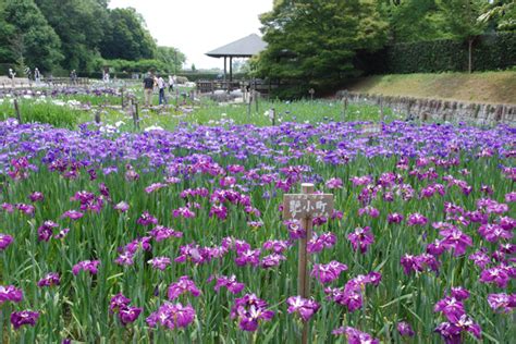馬見花だより 6月 奈良県公式ホームページ