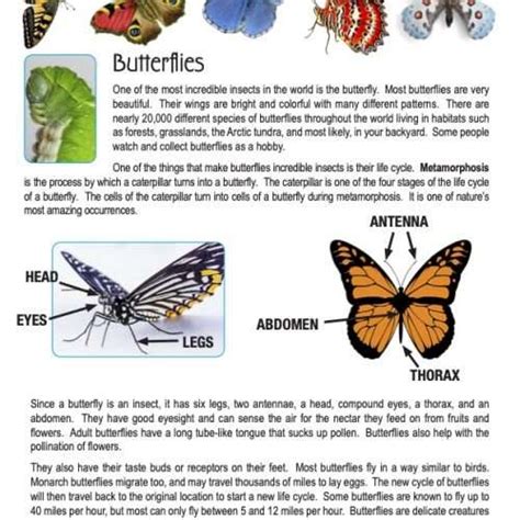 All About Butterflies Free Pdf Download Learn Bright