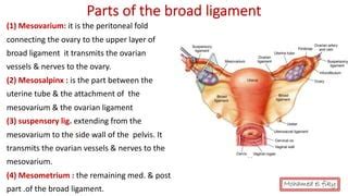 Anatomy Of Female Genital Organs Auto Saved Pdf