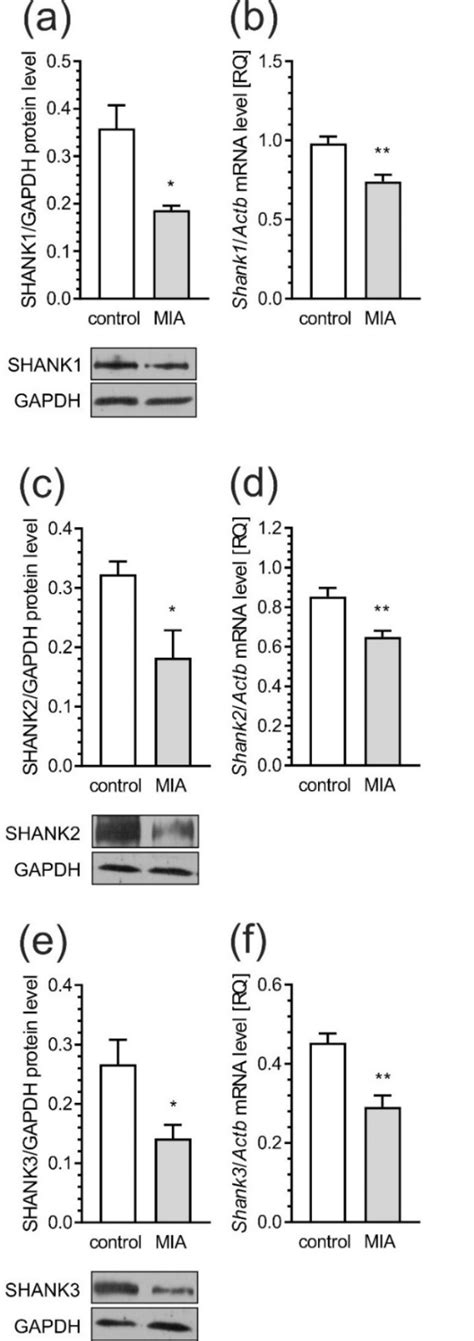 Mia Reduces The Level Of Synaptic Scaffold Proteins Shank Effects Of