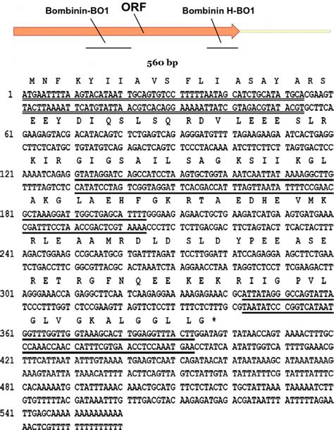 nucleotide sequence of cloned precursor cdna encoding the novel