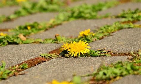 Як позбутися бурянів між плиткою на дачі Читайте на Ukr Net