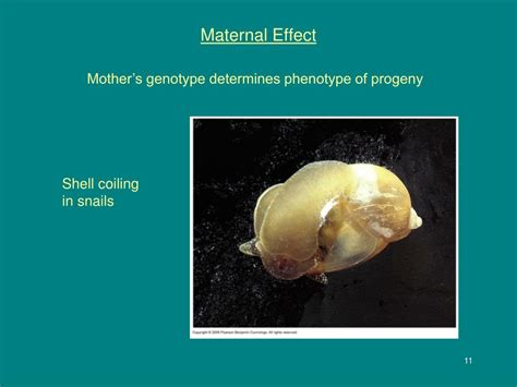 Ppt Non Mendelian Inheritance Powerpoint Presentation Free Download