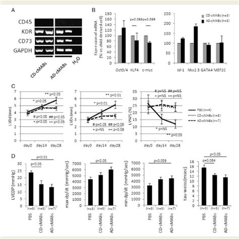 Cytokine Profiling A Representative Pictures Of The Cytokine Download Scientific Diagram