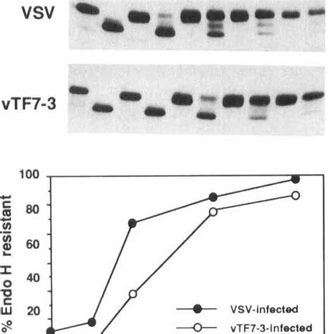 Comparison Of Intracellular Transit Kinetics Of Vsv G Protein In