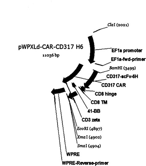 Single Chain Antibody Targeting Cd317 Chimeric Antigen Receptor T Cell