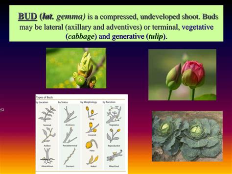 PPT Plant Morphology As A Division Of Botany PowerPoint Presentation ID
