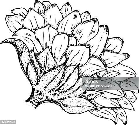 벡터 해바라기 흑백 잉크 드로잉 흰색 배경에 격리 뜨거운 호일 스탬핑에 적합 0명에 대한 스톡 벡터 아트 및 기타 이미지 0