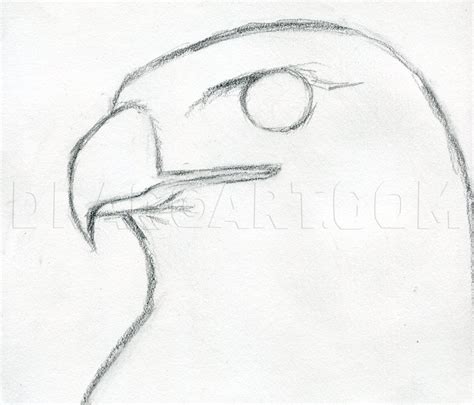 How To Draw A Hawk Redtailed Hawk Step By Step Birds The Best Free