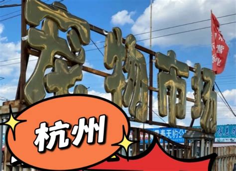 杭州宠物猫狗交易市场来了杭州买狗买猫了 宠界新闻