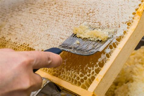 How To Extract Honey Using An Extractor 2024 Guide Bee Professor