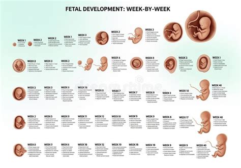 Fetal Development Week By Week Chart Fetal Development Embryology