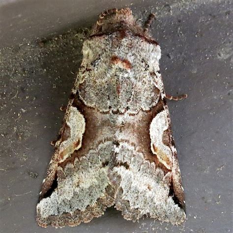 Yosemite Moth Stretchia Bugguidenet
