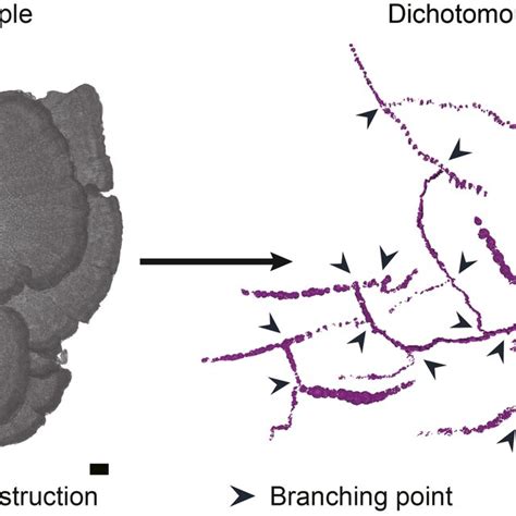 Growth Axis Reconstruction Of Montipora Foliosa The Growth Axis Download Scientific Diagram