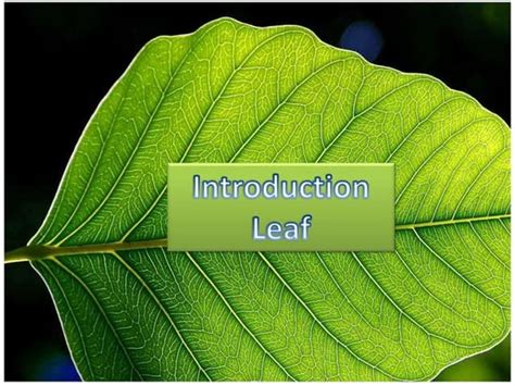 Morphology Of Leaf With Special Reference To Leaf Shape Surface Margin Apex Base Pdf