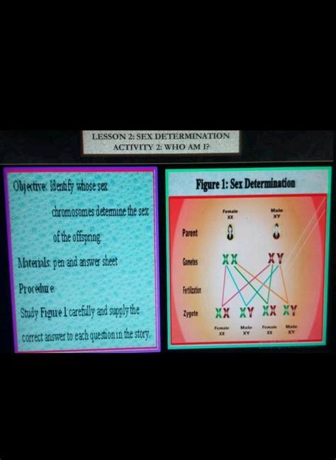 LESSON SEX DETERMINATION ACTIVITY WHO AM I Objective Identify Whose Sex Chromosomes