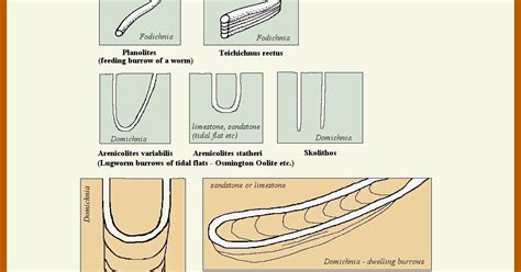 Trace Fossils Types And Importance Geology In