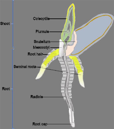 Annotated Diagram Of Germinating 4 Day Old Wheat Grain The Kernel Is