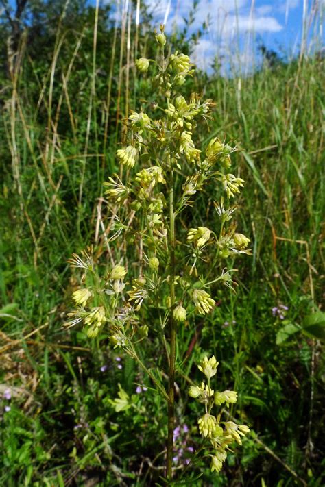 Thalictrum Simplex Subsp Galioides Burgenland Flora