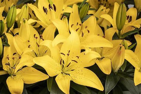 Stargazer Lilies For Sale Buying And Growing Guide
