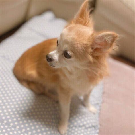 「愛犬におしりのニオイを嗅がれた」経験のある飼い主は4割！ 気になる犬の心理は｜獣医師解説｜いぬのきもちweb Magazine