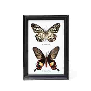Real Versicolor Skipper Butterfly Framed Taxidermy Mimoniades