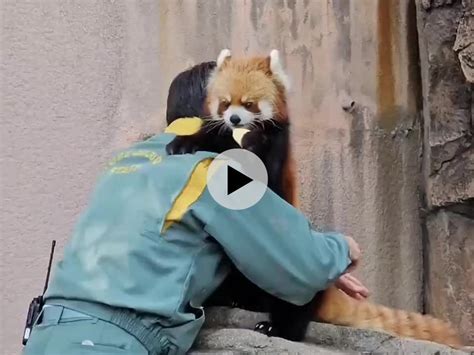 [hle]귀여운 주황색 너구리 롤 리그 오브 레전드 에펨코리아