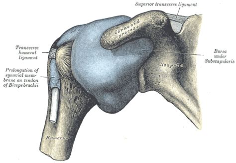 Subacromial Joint