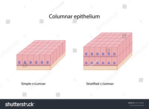 Simple Columnar Epithelial Tissue Diagram