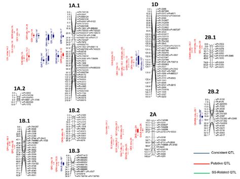 Genetic Map And Quantitative Trait Loci Qtl For Nine Spike Related Download Scientific