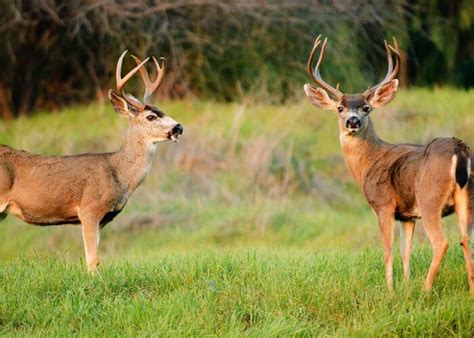 How Do You Start Hunting In California As A Beginner