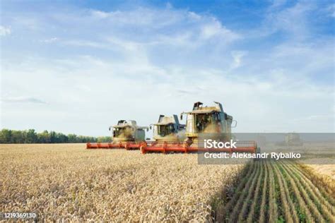 화창한 여름 날과 구름이있는 푸른 하늘을 배경으로 수확기 수확을 결합하여 잘 익은 황금 밀을 밭에서 채취하십시오 농업 산업의 이미지 콤바인에 대한 스톡 사진 및 기타 이미지