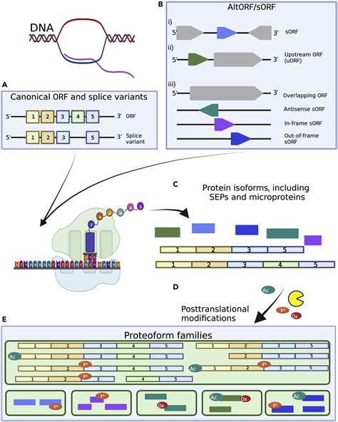 Proteoforms Expand The World Of Microproteins And Short Open Reading Frame Encoded Peptides