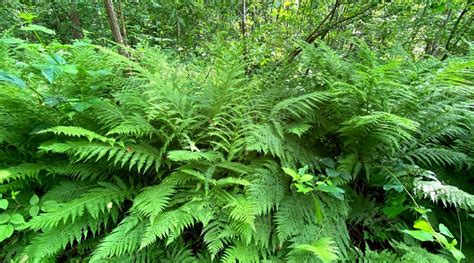 49 Plants That Will Grow Underneath Almost Any Tree