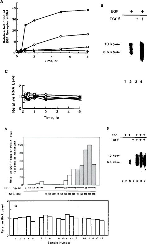 Figure 1 From Modulation Of Epidermal Growth Factor Receptor Gene Expression By Transforming